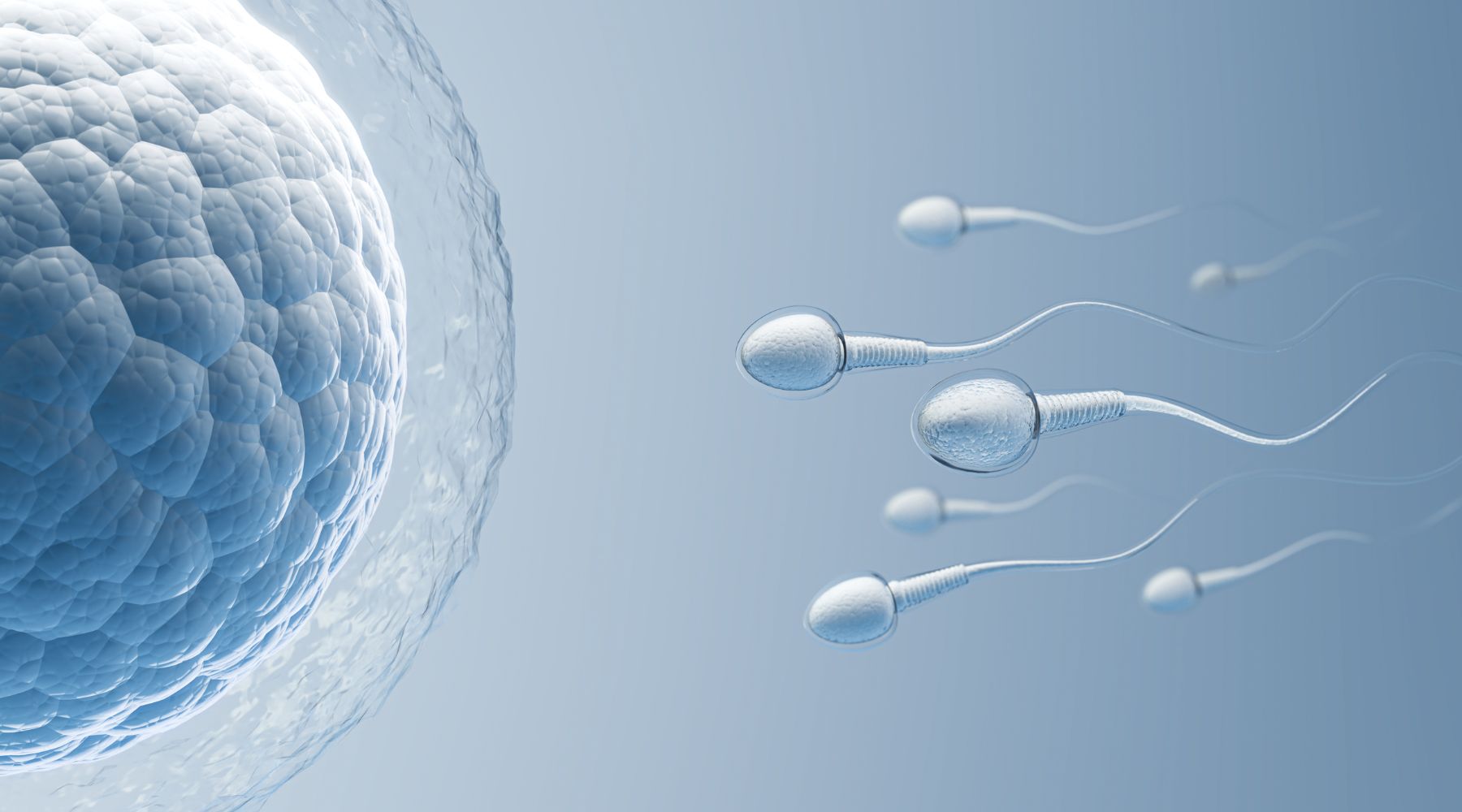 Spermidine and Fertility | Oxford Healthspan