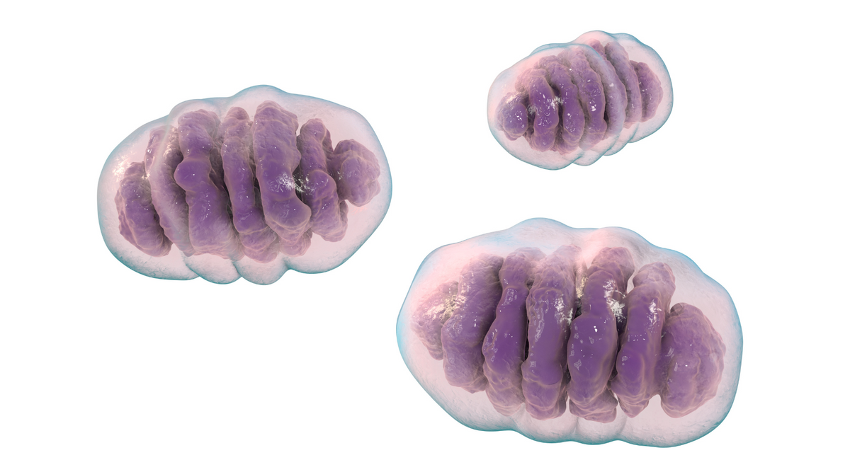 Mitochondrial Dysfunction: Hallmark of Aging #6 | Oxford Healthspan